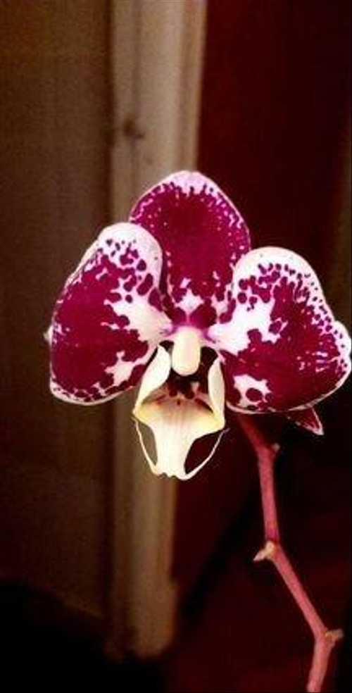 Орхидеи цветущие, бабочка