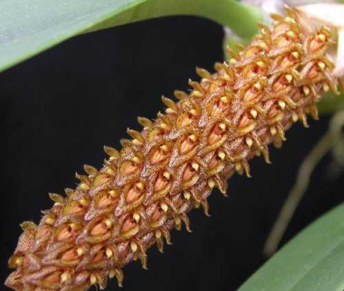 Орхидея bulbophyllum crassipes