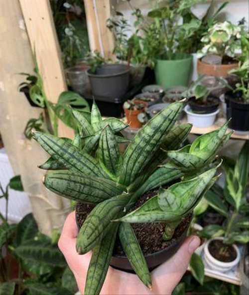 Сансевиерия Sansevieria Inti