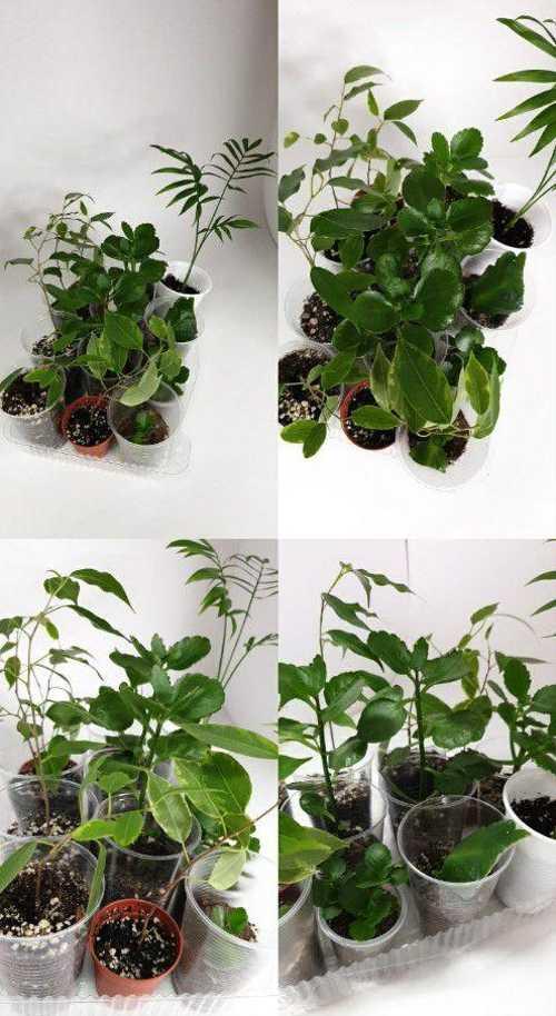 Черенки домашних растений