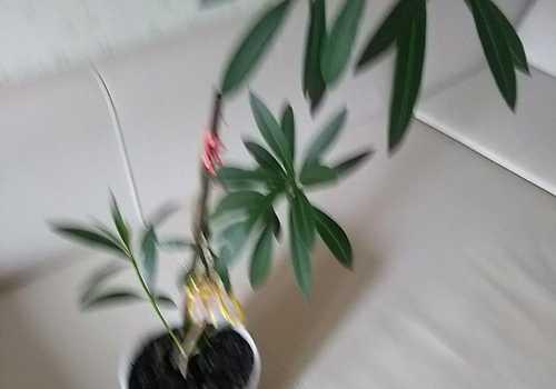 Олеандр, комнатное растение