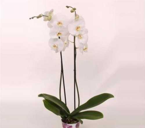 Орхидея фаленопсис кембридж белый, 70-75 см