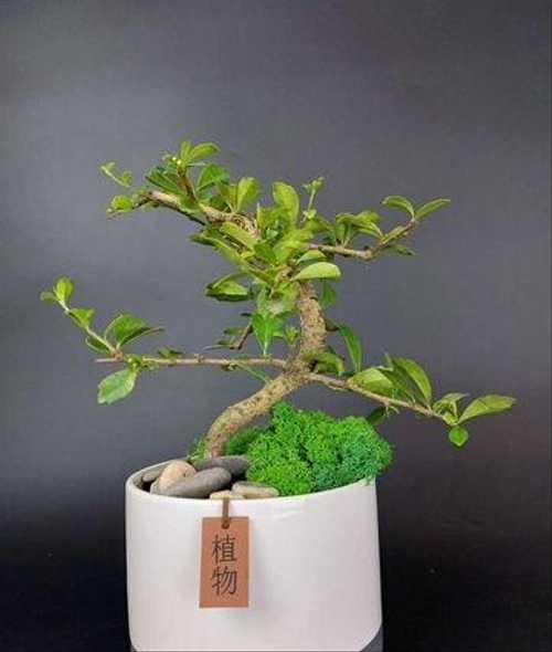 Бонсай чайное дерево кармона 30-35 см