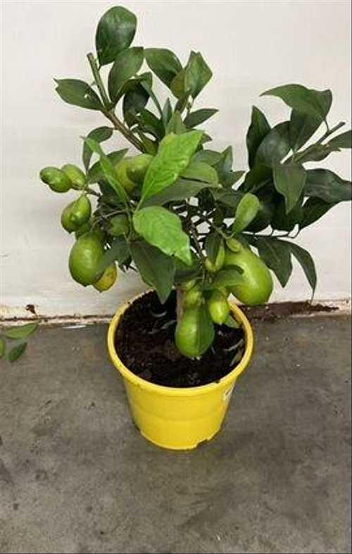Лимон Лайм / Лимонное Лаймовое дерево 60 см