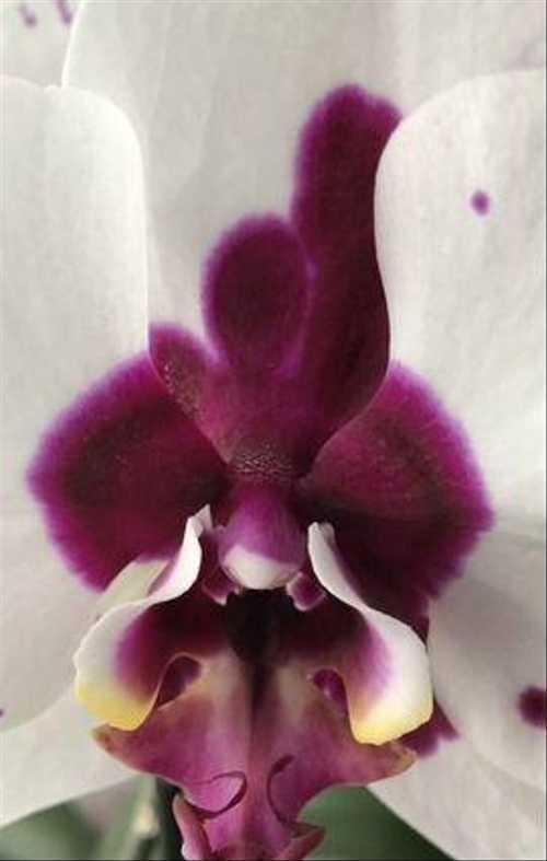 Орхидея фаленопсис Пикассо