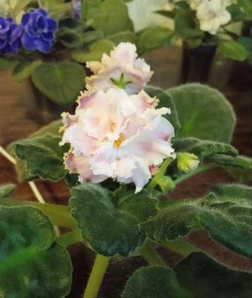 Цветущие фиалки