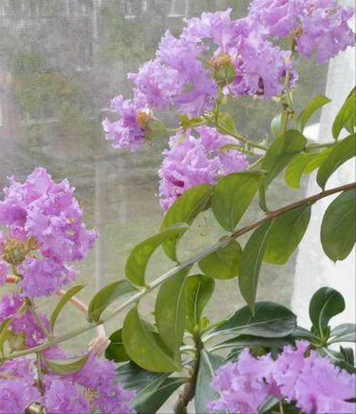 Лагерстремия лавандовая (Lagerstroemia indica)