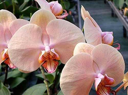 Орхидея фаленопсис Venus/Леди Мармелад каскад