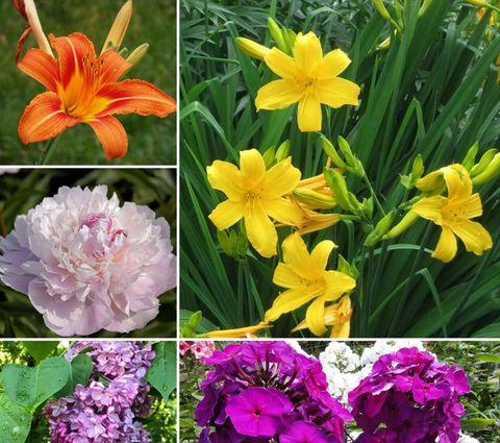 Лилейник ирисы золотые шары чистотел