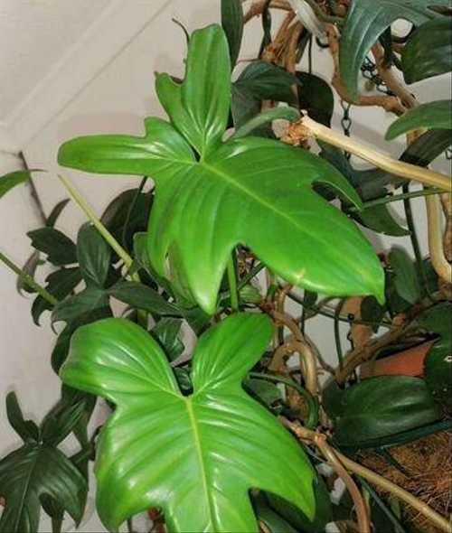 Филодендрон Philodendron squamiferum 'Golden'