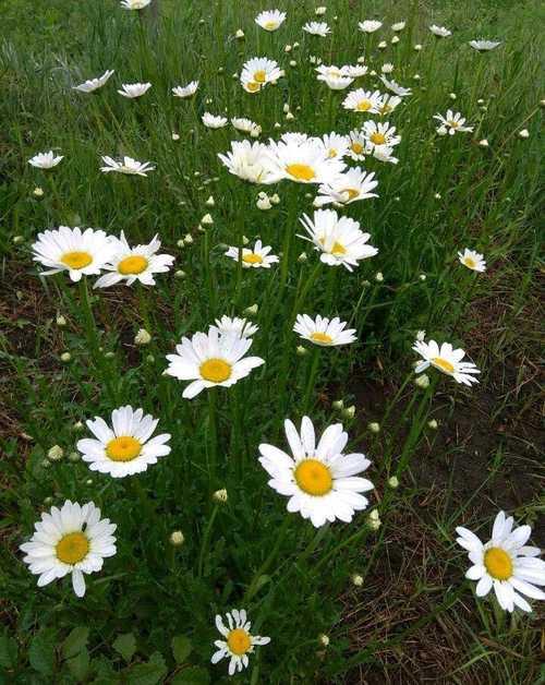 Ромашка майская рассада