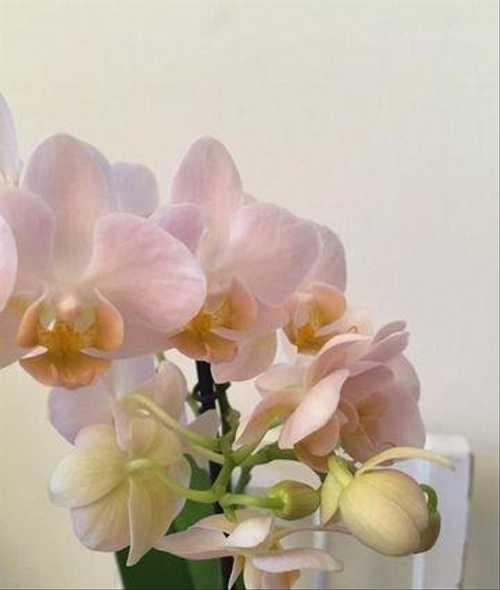 Орхидея фаленопсис Бургундия