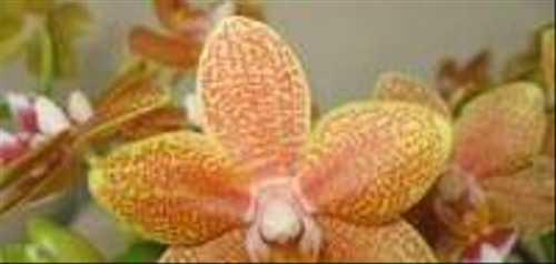 Орхидея Фаленопсис Table Masterpies orange