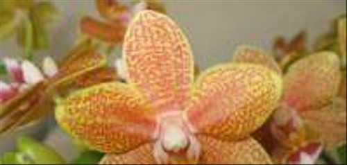 Орхидея Фаленопсис Table Masterpies orange