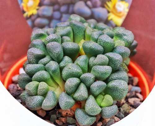 Aloinopsis Schooneesii