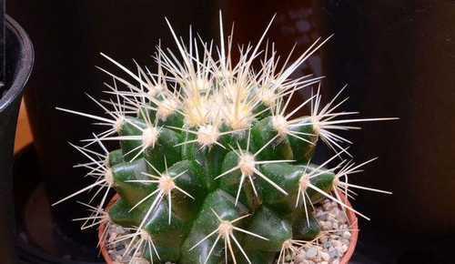 Echinocactus grusonii (Эхинокактус Грузони)