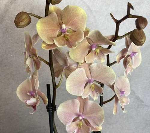 Орхидея фаленопсис биг лип осенний ветер