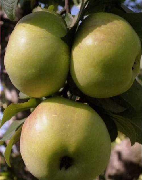 Саженцы Яблоня Имрус