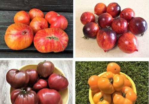 Семена коллекционных томатов проекта Гном Томатный