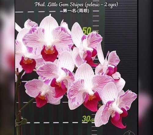 Орхидея бабочка В63 Phal. Littel Gem Stripes (pelo