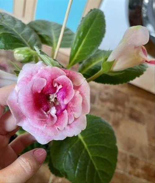 Глоксиния брокада нежно-розовая махровая (лист)
