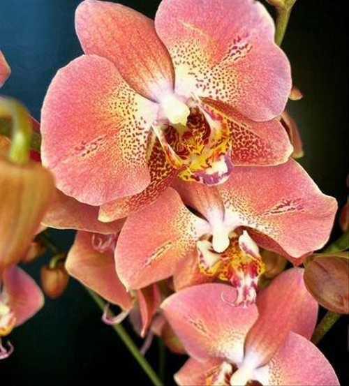 Орхидея фаленопсис, Phal. Leco Fantastic, Цветёт