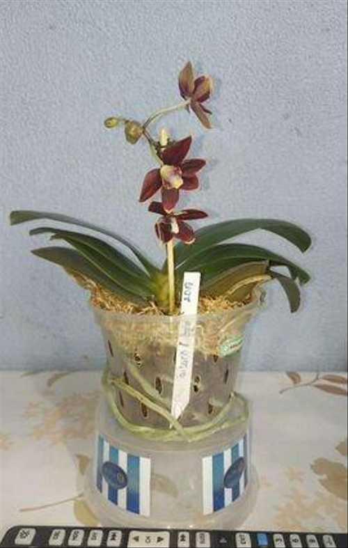 Мини орхидея фаленопсис Taisuco Kobold