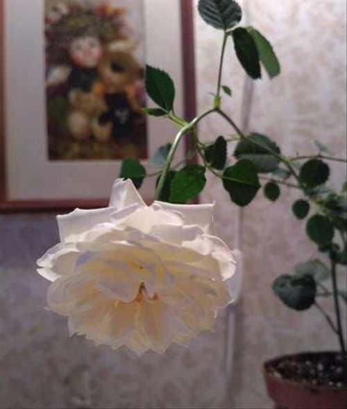 Роза бенгальская розово- белая очень душистая