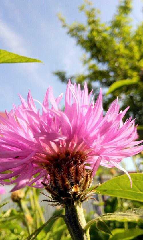 Василек, ромашка