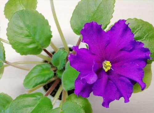 Фиалка сортовая Ав-Наполеон, зацветает