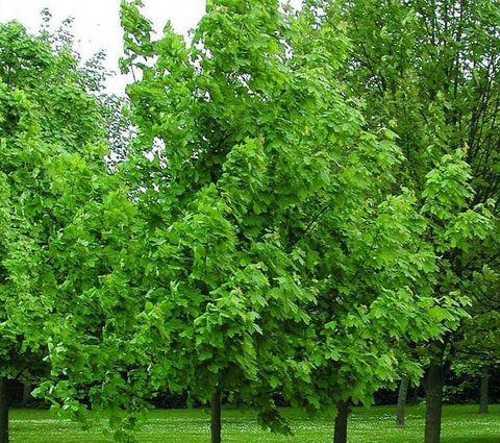 Клён платановидный