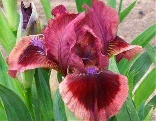 Карликовые бородатые ирисы