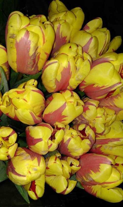 Луковицы тюльпанов, лилий, нарциссов