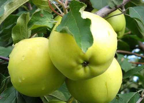 Яблоня штамбовая Свердловчанин, зимний сорт
