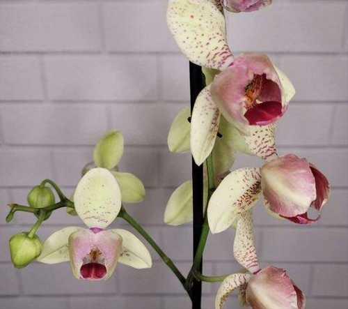 Орхидея фаленопсис пелорик Майа