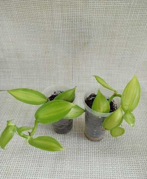 Орхидея ваниль, пеперомия, традесканция, бегония