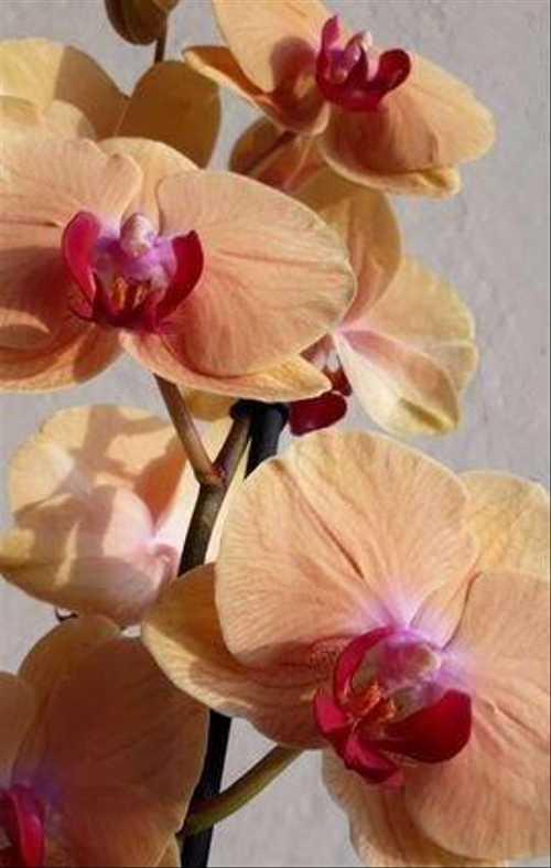 Орхидея фаленопсис "Caribbean Dream"