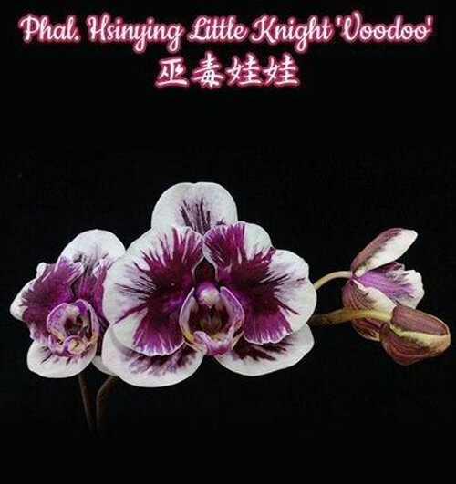 Орхидея Phal. Hsinying Little Knight 'Voodoo'