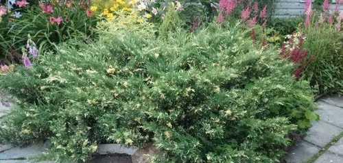 Можжевельник казацкий Вариегата (Juniperus Sabina