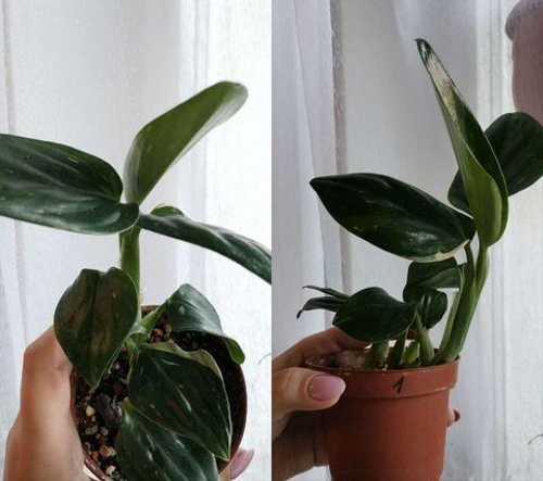 Филодендрон Кобра/ Philodendron Cobra (Монстера Ст