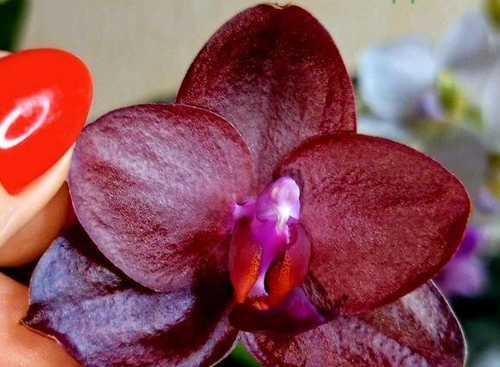 Орхидея фаленопсис Phal. Mituo King 'Red Pepper'
