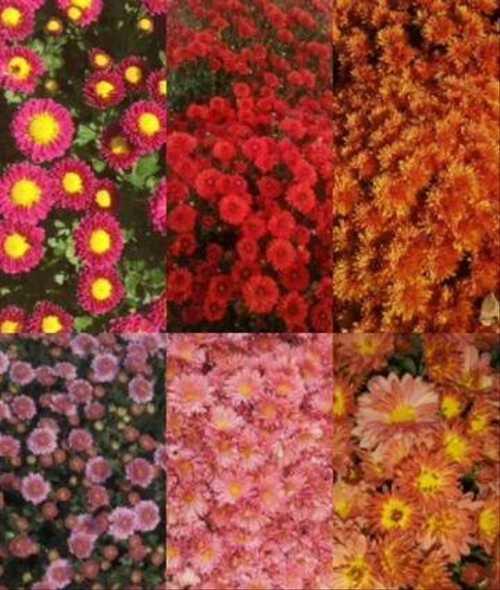 Набор из 10 черенков многоцветковой мультифлоры