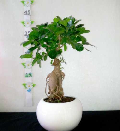 Фикус Гинсенг (Ficus Microcarpa Ginseng)