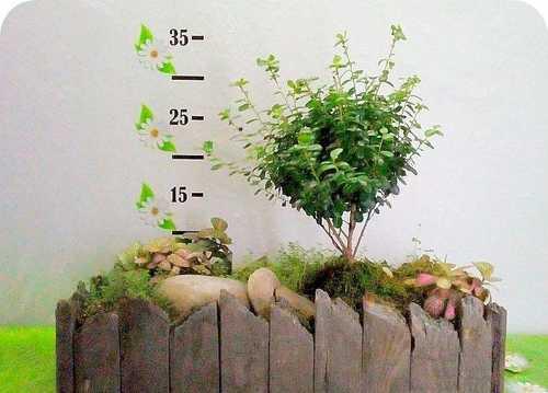 Бонсай мини сад большой