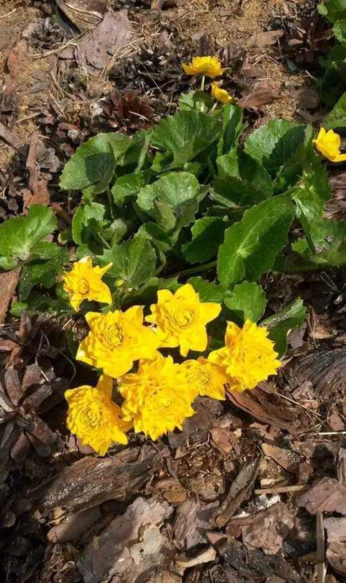 Калужница махровая. Калужница (Caltha). Калужница Caltha polypetala. Калужница Болотная.