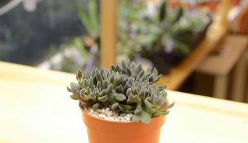 Sinocrassula Yunnanensis (Синокрассула Юаньская)