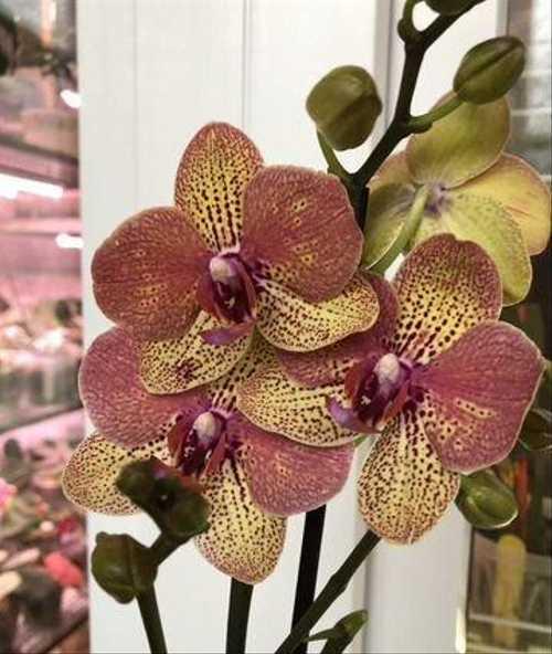 Орхидея фаленопсис Азиан Оранж