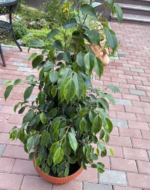 Фикус Бенджамина регидан