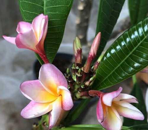 Плюмерия Plumeria D 17 Н 40