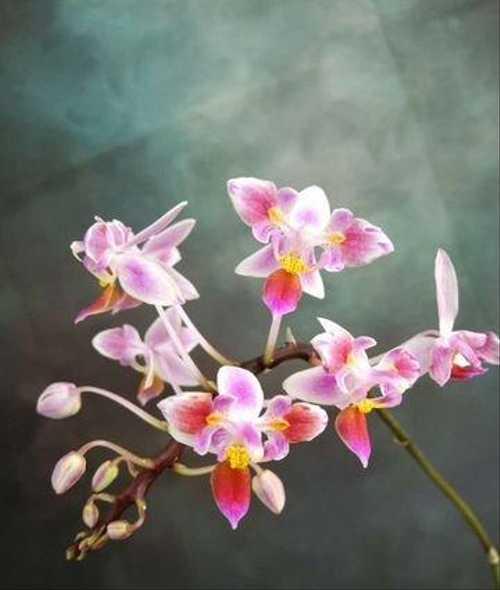 Орхидея equestris peloric